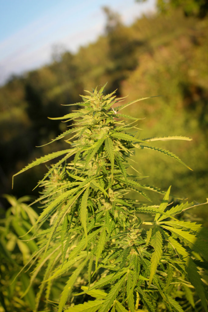 RK62 Skunk Autoflower - SEEDHEAVEN